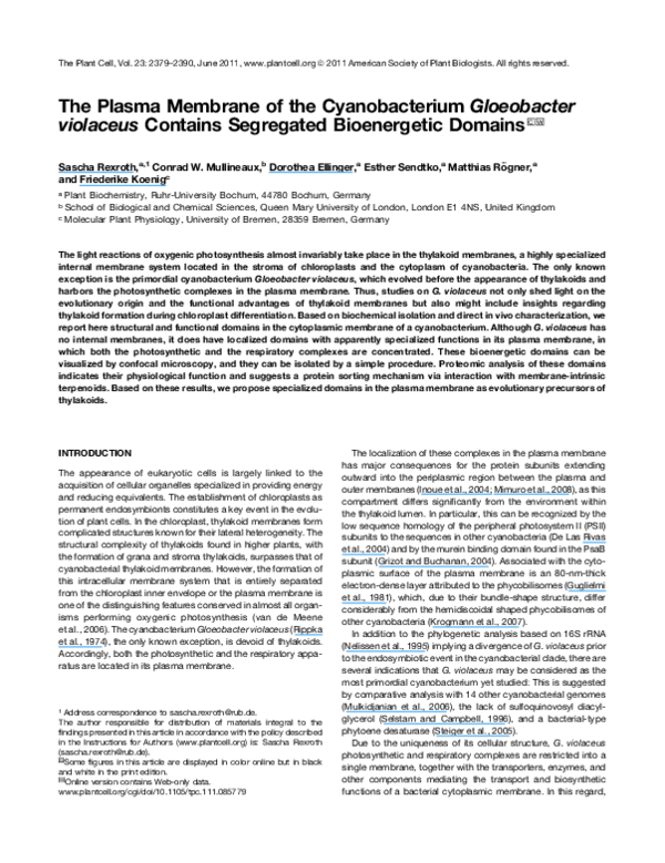(PDF) The Plasma Membrane of the Cyanobacterium Gloeobacter violaceus ...