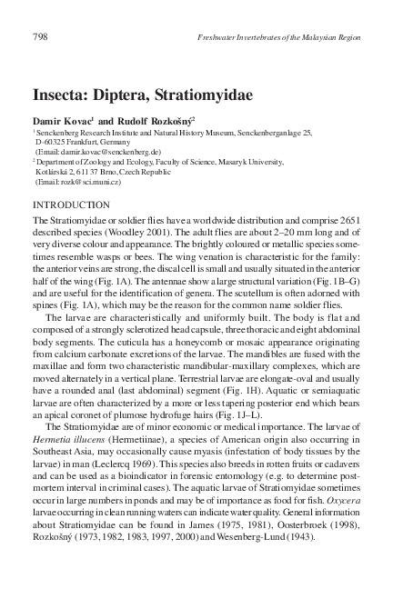 (PDF) Insecta: Diptera, Stratiomyidae