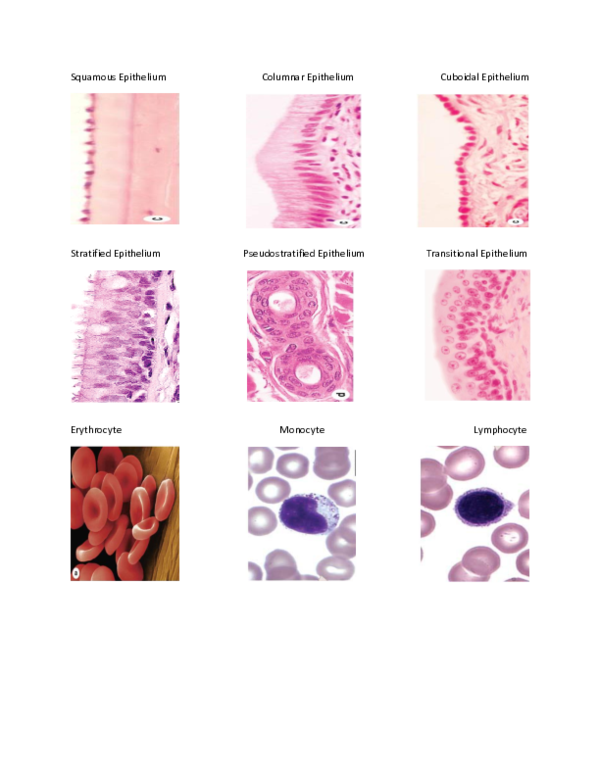 (DOC) Squamous Epithelium Columnar Epithelium Cuboidal Epithelium ...