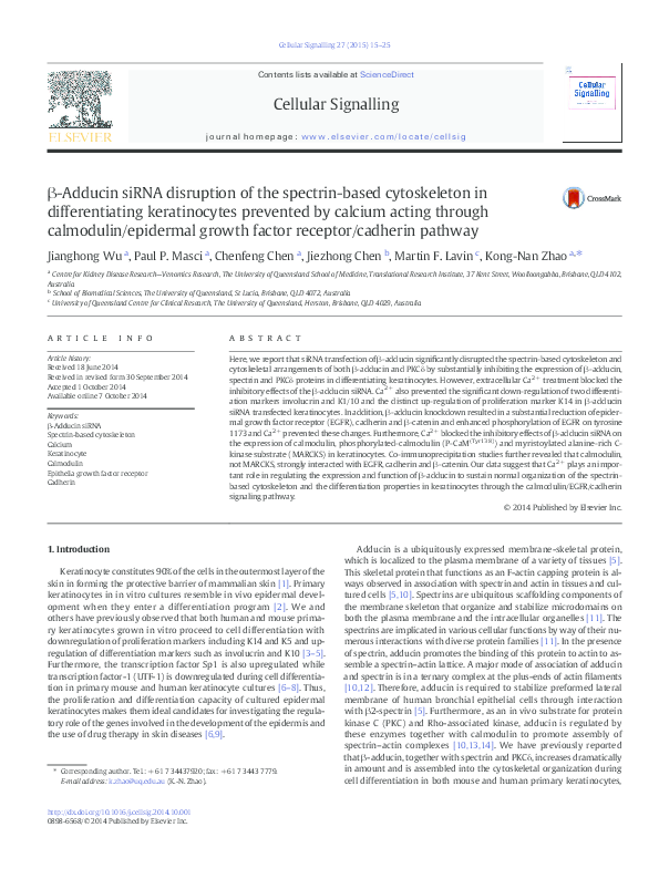 (PDF) β-Adducin siRNA disruption of the spectrin-based cytoskeleton in ...