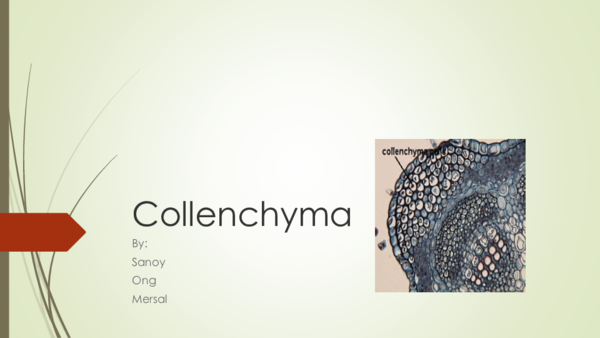 (PPT) Collenchyma Cells in Plants