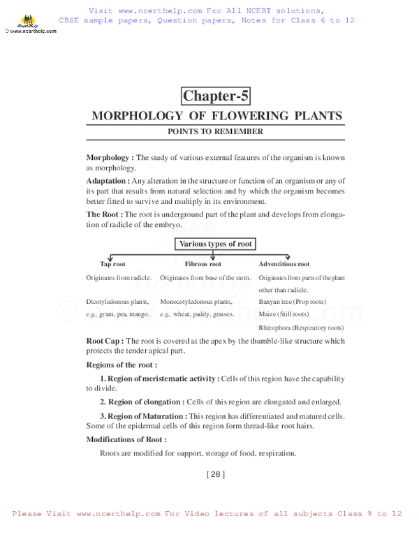 (PDF) Chapter-5 MORPHOLOGY OF FLOWERING PLANTS POINTS TO REMEMBER