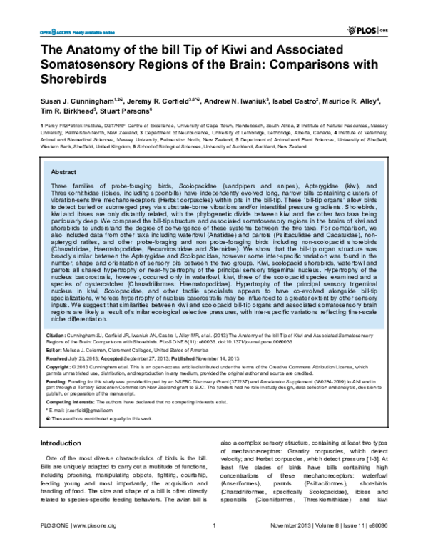 (PDF) The Anatomy of the bill Tip of Kiwi and Associated Somatosensory ...