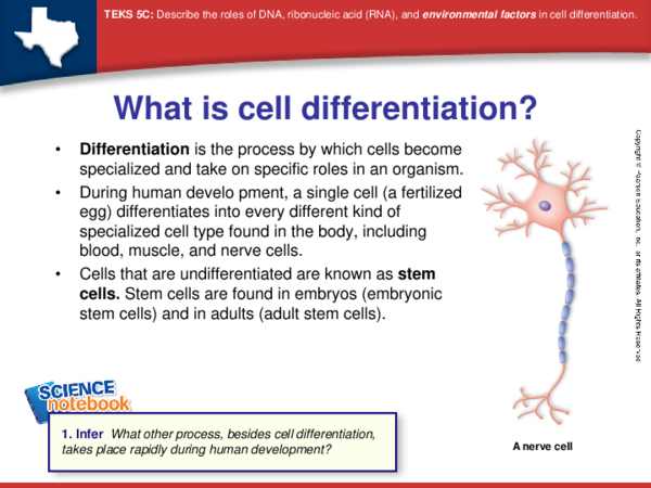 (PPT) Cell Differentiation Notes-Pearson