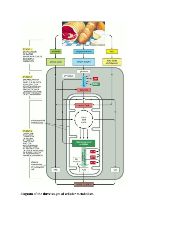 (DOC) diagram of the three stages of cellular metabolism