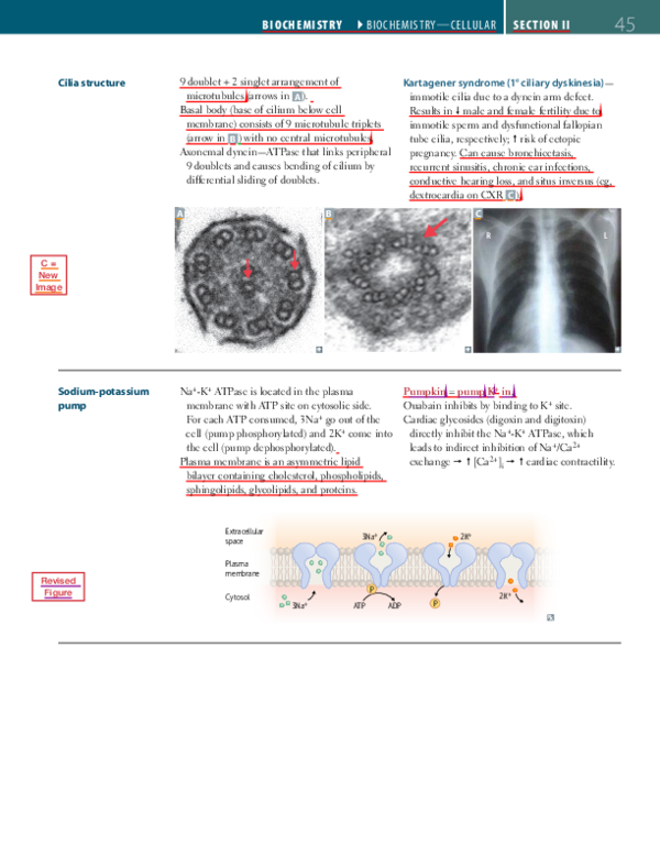 (PDF) BIOCHEMISTRY`` BIOCHEMISTRY—CELLULAR SEC TION II