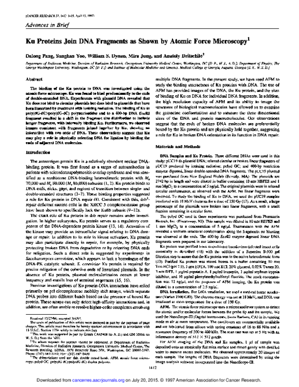 Ku proteins join DNA fragments as shown by atomic force microscopy