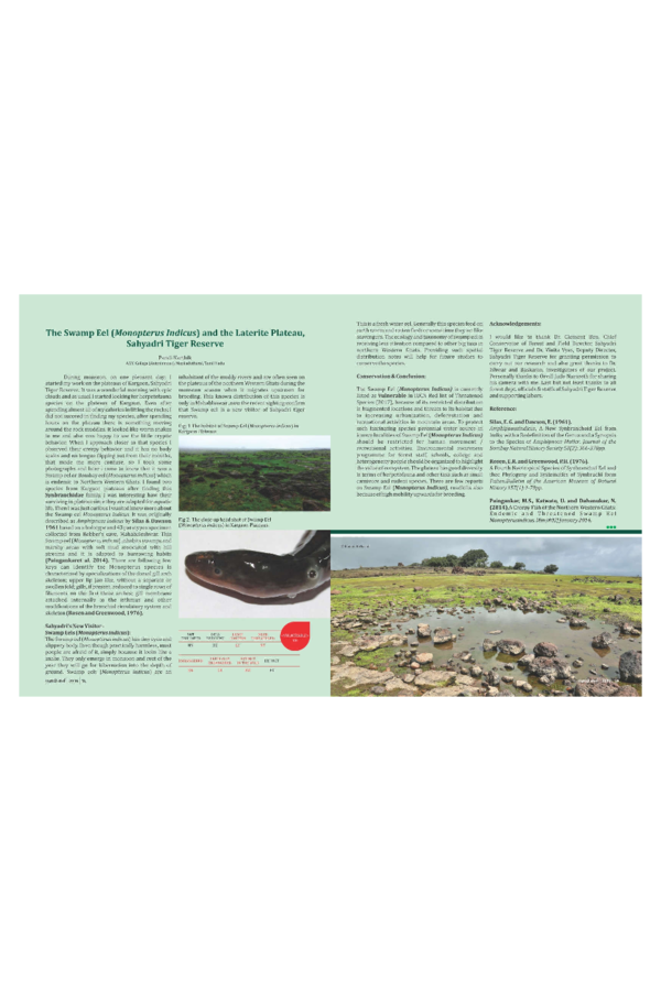 (PDF) The Swamp Eel (Monopterus indicus) and the Laterite Plateau ...
