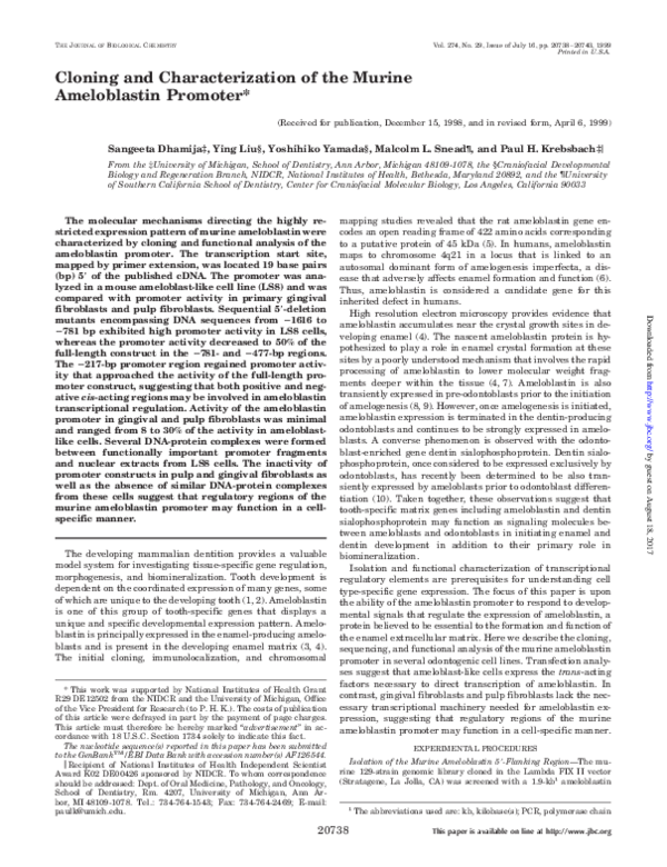 (PDF) Cloning and Characterization of the Murine Ameloblastin Promoter