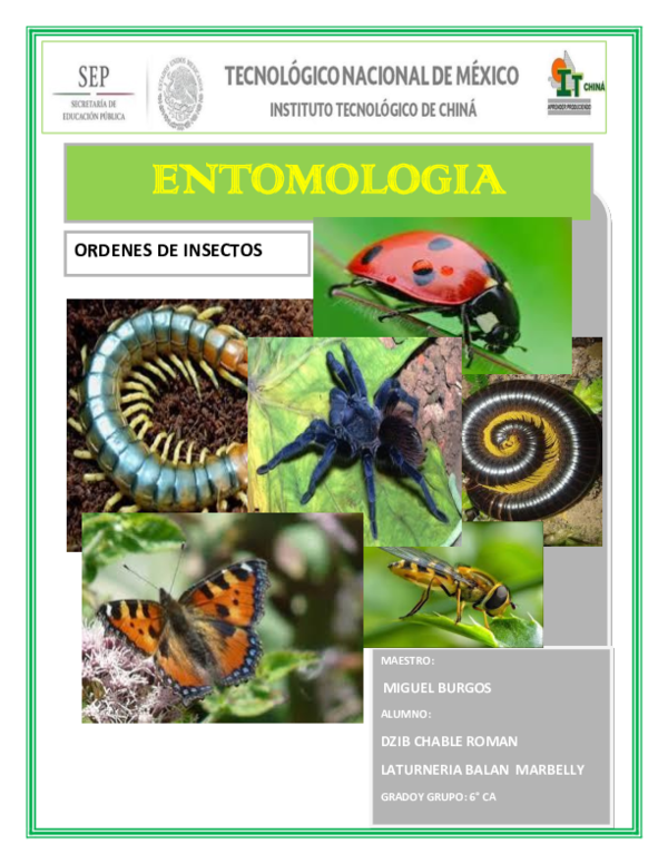 (DOC) CLASIFICACION Y ORDENES DE LOS INSECTOS