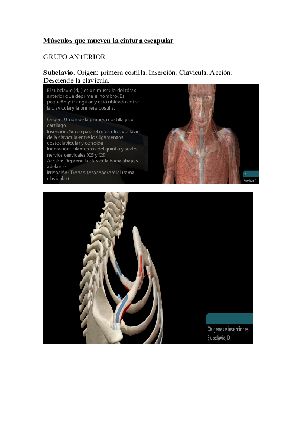 (DOC) Músculos que mueven la cintura escapular GRUPO ANTERIOR