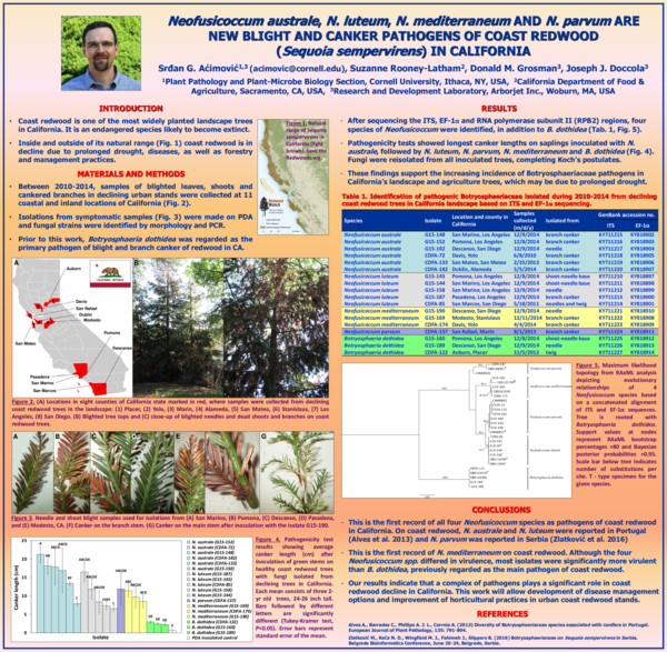 (PDF) Neofusicoccum australe, N. luteum, N. mediterraneum and N. parvum ...