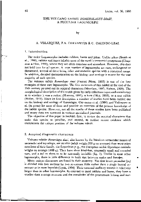 (PDF) The volcano rabbit Romerolagus diazi, a peculiar lagomorph