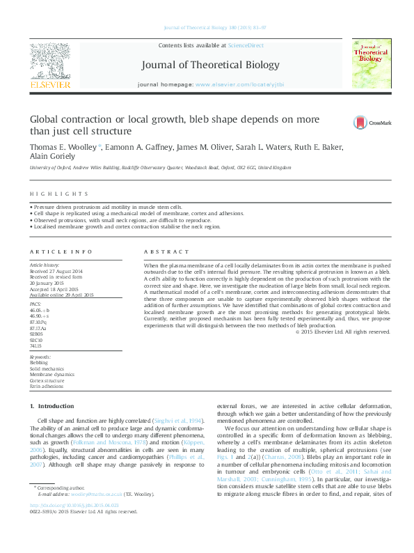 (PDF) Global contraction or local growth, bleb shape depends on more ...