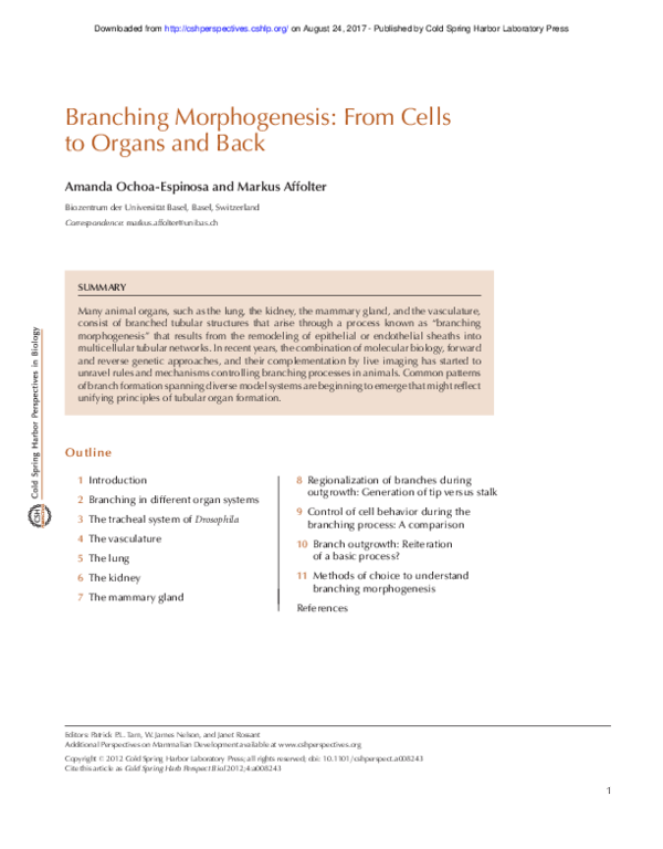 (PDF) Branching morphogenesis: from cells to organs and back