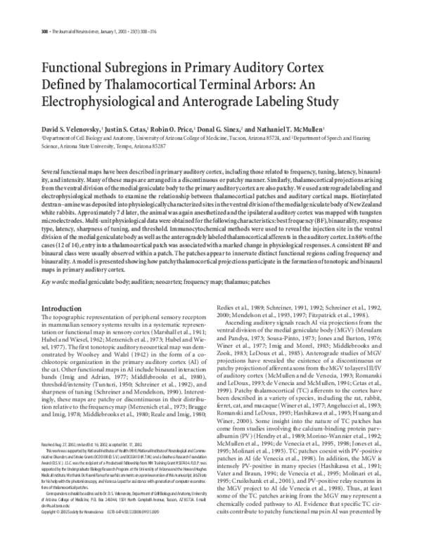 (PDF) Evaluation of medial division of the medial geniculate (MGM) and ...