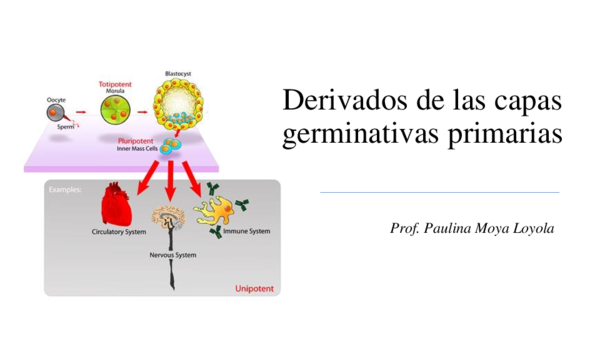 (PDF) Derivados de las capas germinativas primarias