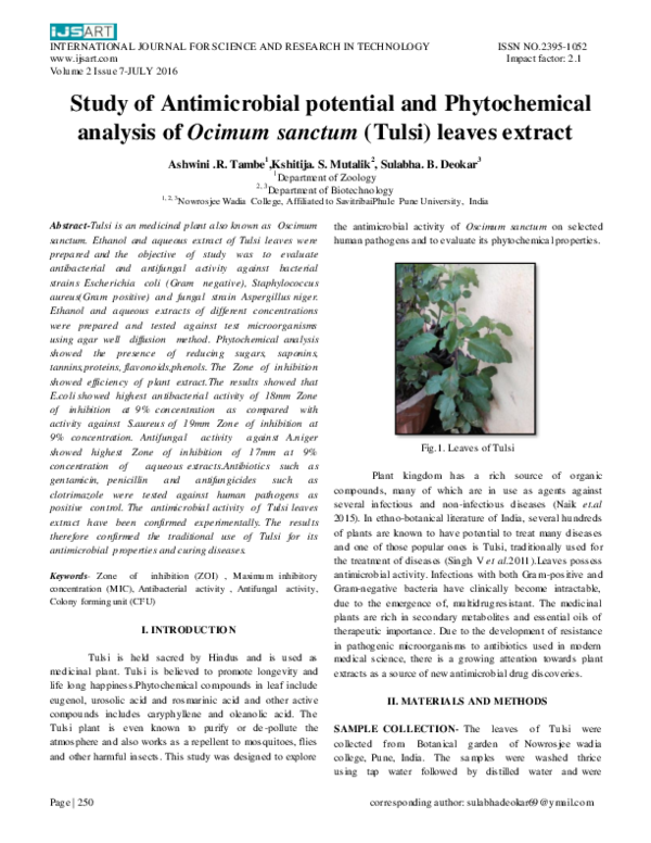 (PDF) Study of Antimicrobial potential and Phytochemical analysis of Ocimum sanctum (Tulsi ...