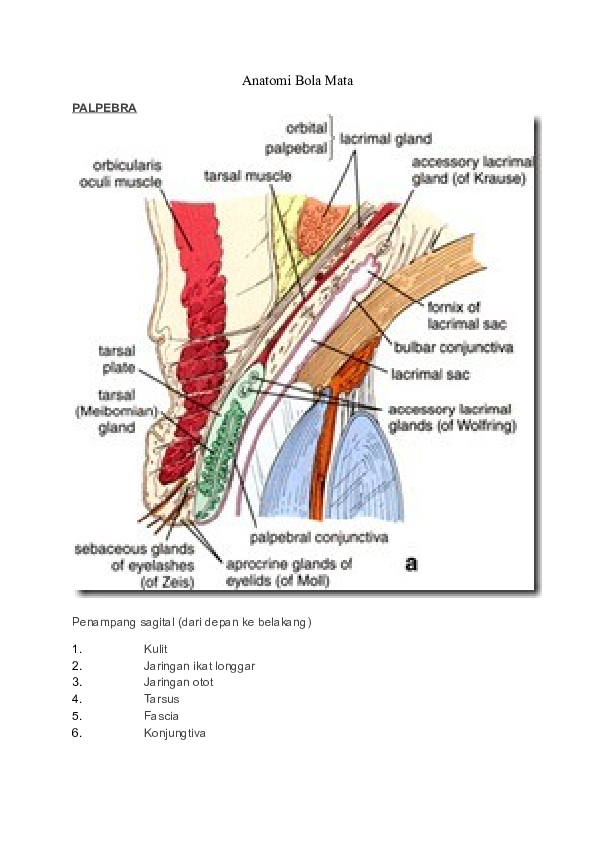 (DOC) Anatomi Bola Mata