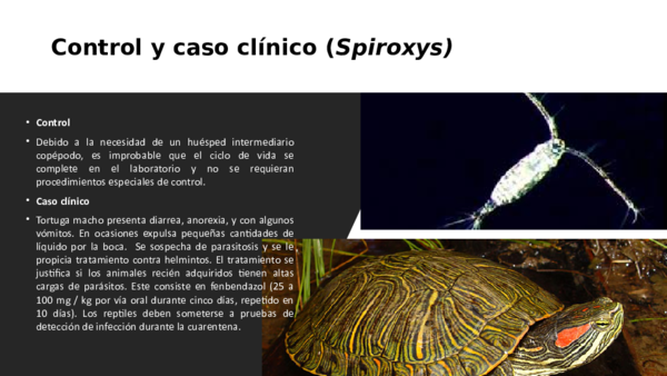 (PPT) Control, inmunologia y casos Spiroxys spp y neochinorynchus spp ...