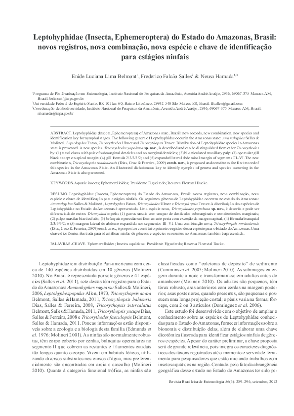 (PDF) Leptohyphidae (Insecta, Ephemeroptera) do estado do Amazonas ...