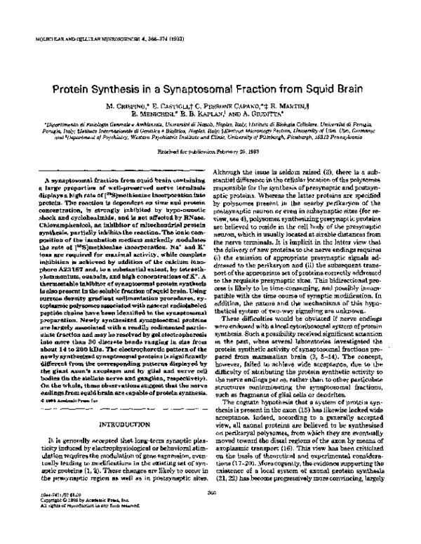 (PDF) Protein Synthesis in a Synaptosomal Fraction from Squid Brain