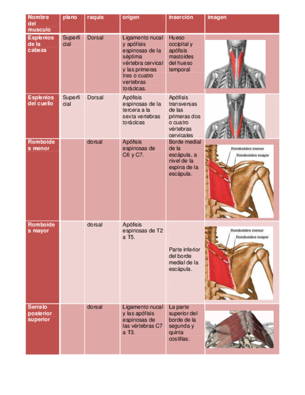 Definición De Anatomía De Inserción