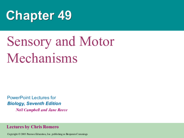 (PPT) 49 SENSORY & MOTOR SYSTEMS.ppt