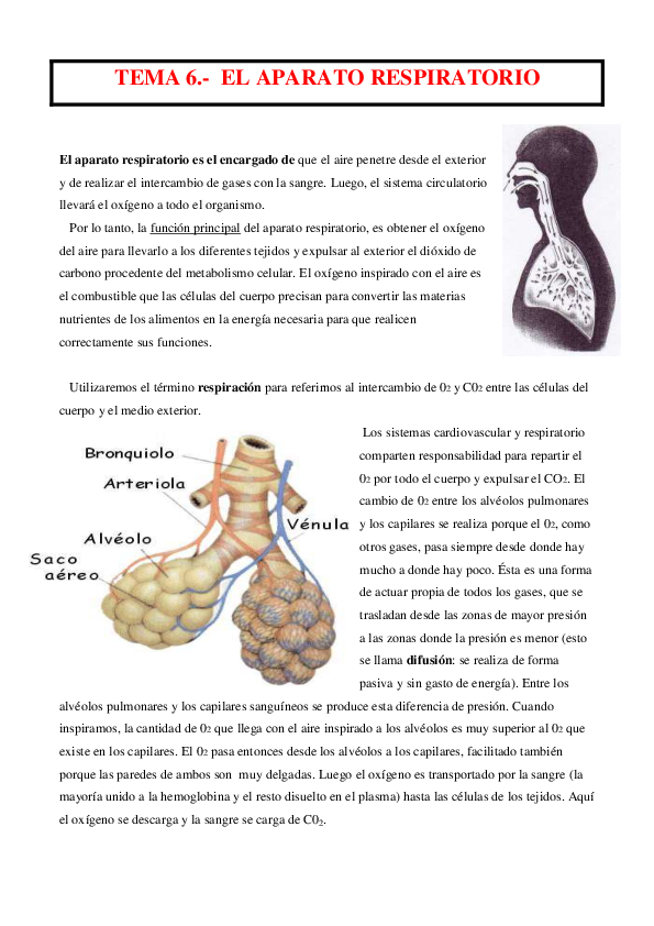 (PDF) TEMA 6.-EL APARATO RESPIRATORIO