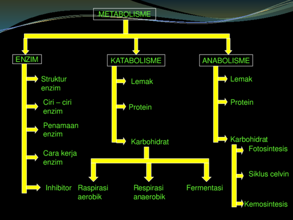 (PPT) Metabolisme Sel