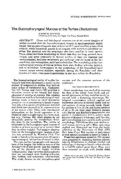 (PDF) The buccopharyngeal mucosa of the turtles (Testudines)
