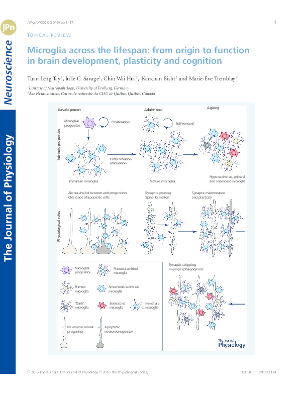 (PDF) Microglia across the lifespan: From origin to function in brain ...