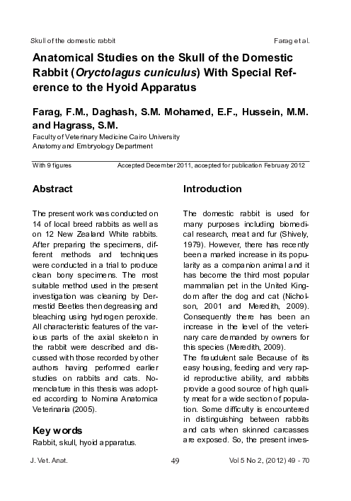 (PDF) Anatomical Studies on the Skull of the Domestic Rabbit ...