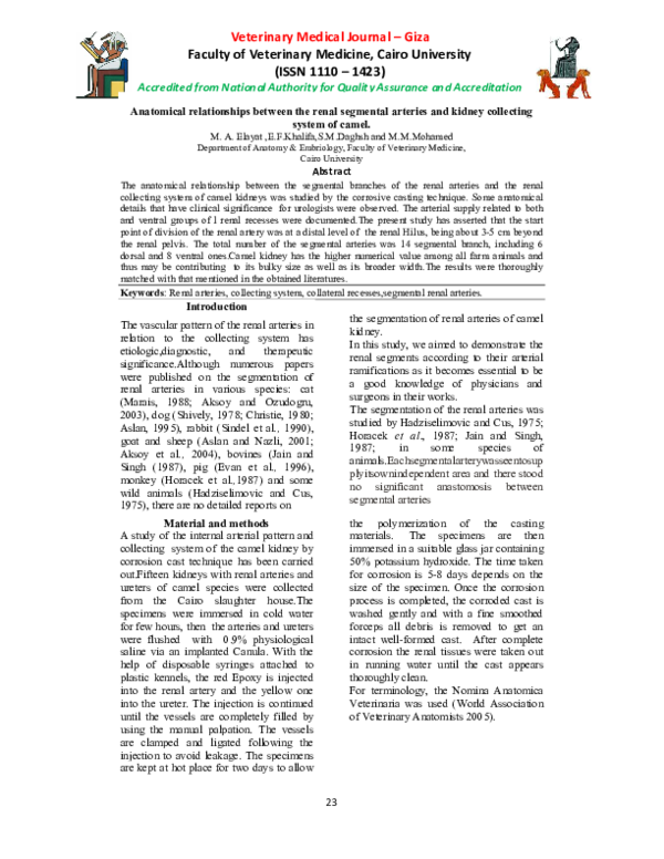 (PDF) Anatomical relationships between the renal segmental arteries and ...