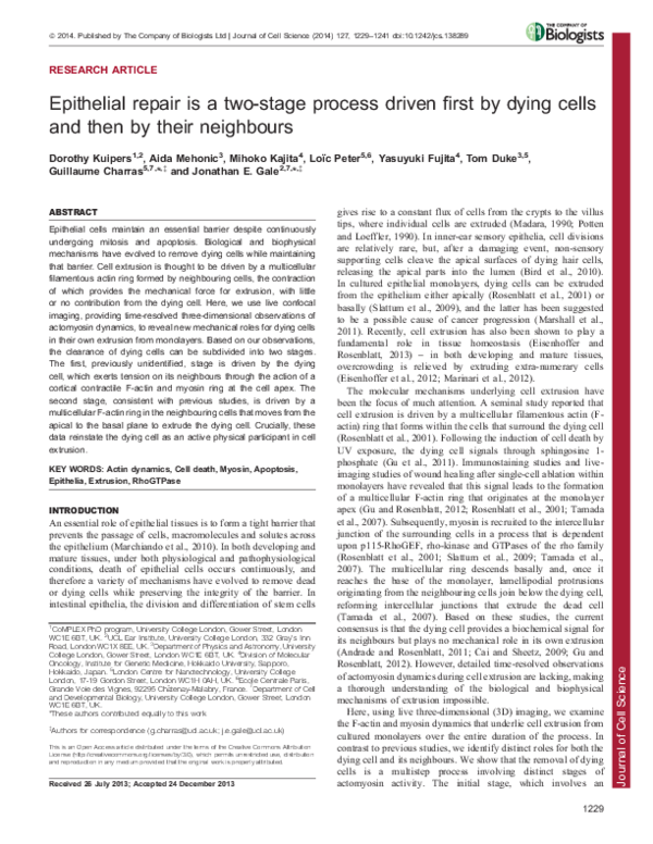 (PDF) Epithelial repair is a two-stage process driven first by dying ...