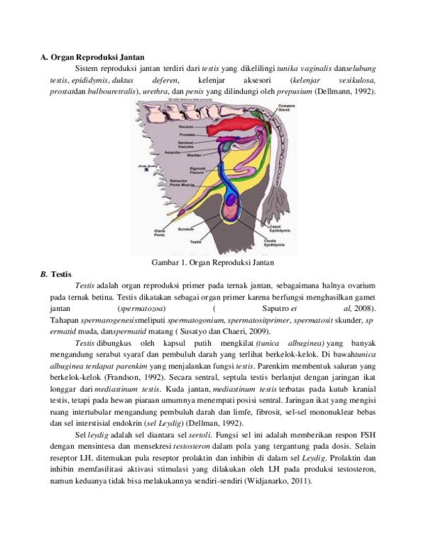 (DOC) reproduksi ternak.docx