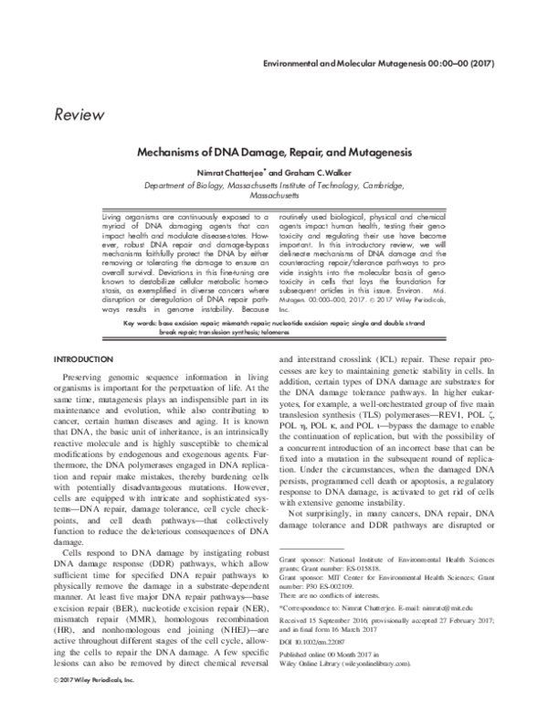 (PDF) Mechanisms of DNA Damage, Repair, and Mutagenesis
