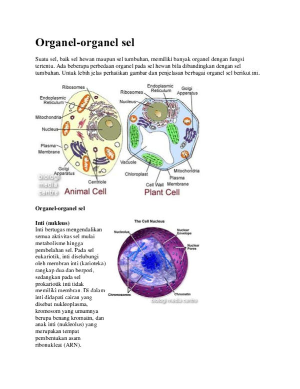 (DOC) Organel-organel sel