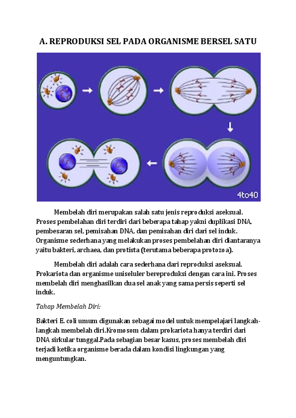 (DOC) PEMBELAHAN SEL,GAMETOGENESIS,MEKANISME SINTESIS PROTEIN