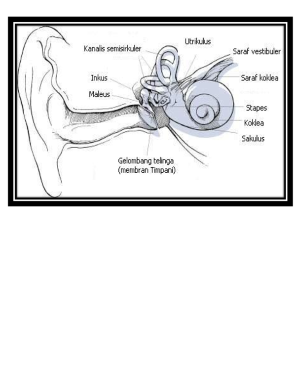 (DOC) Anatomi telinga