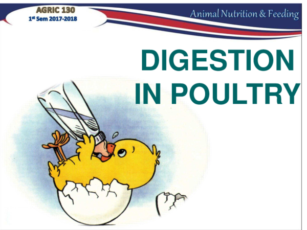(PDF) DIGESTION IN POULTRY