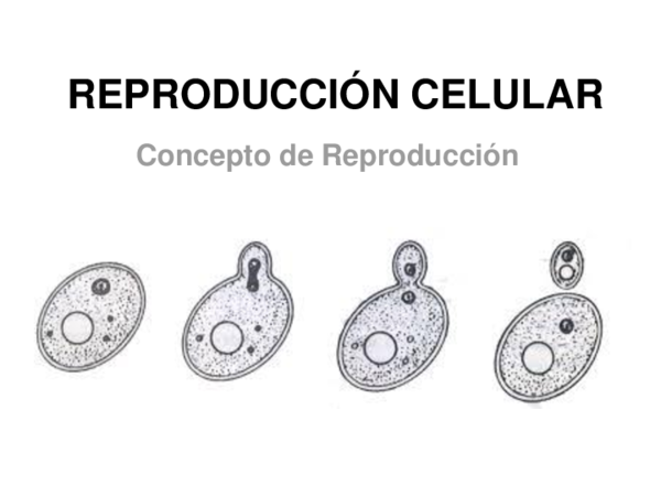 (PPT) REPRODUCCIÓN CELULAR