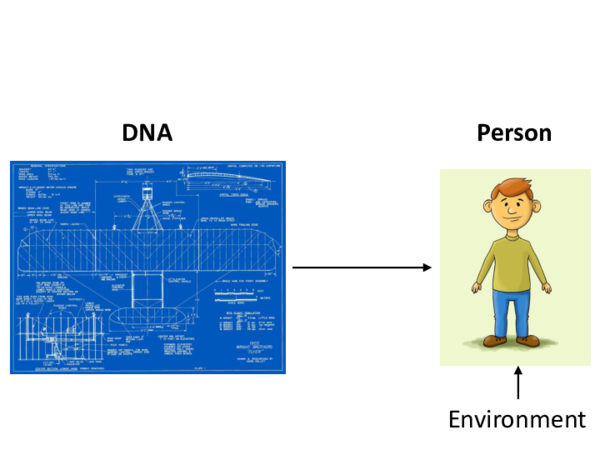 (PPT) Behavioral epigenetics part