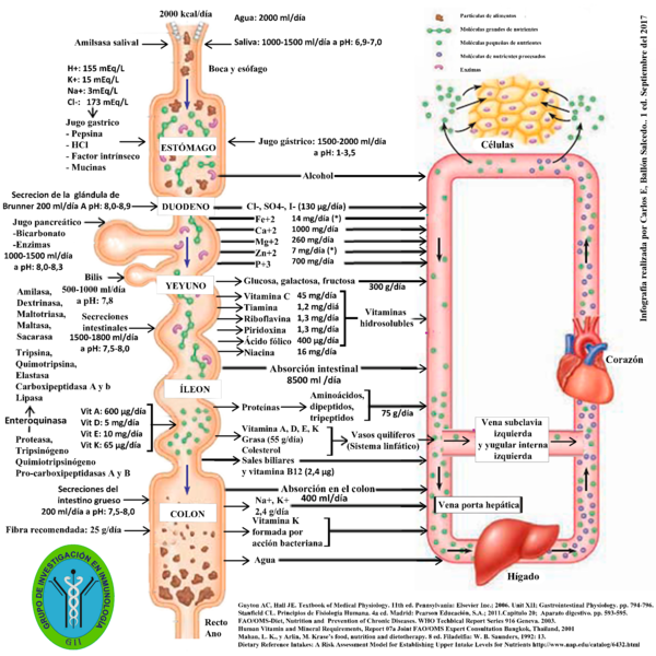 (PDF) Absorcion y secreción intestinal