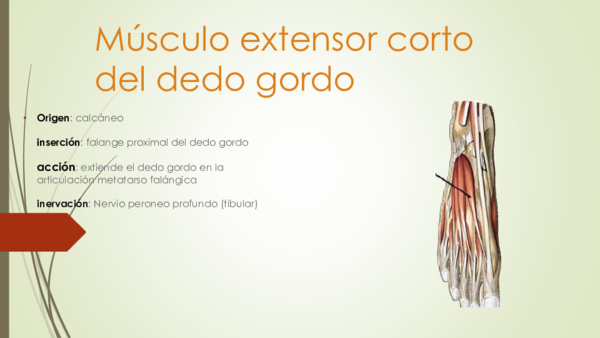 (PPT) Musculos de el pie