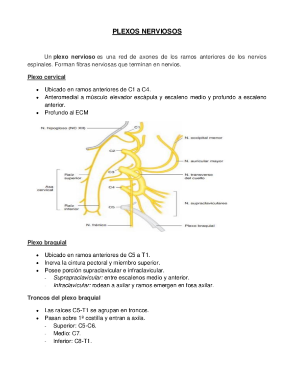 (DOC) PLEXOS NERVIOSOS