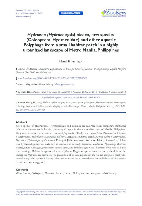 (PDF) Hydraena (Hydraenopsis) ateneo, new species (Coleoptera ...