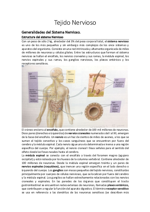 (PDF) Tejido Nervioso Generalidades del Sistema Nervioso