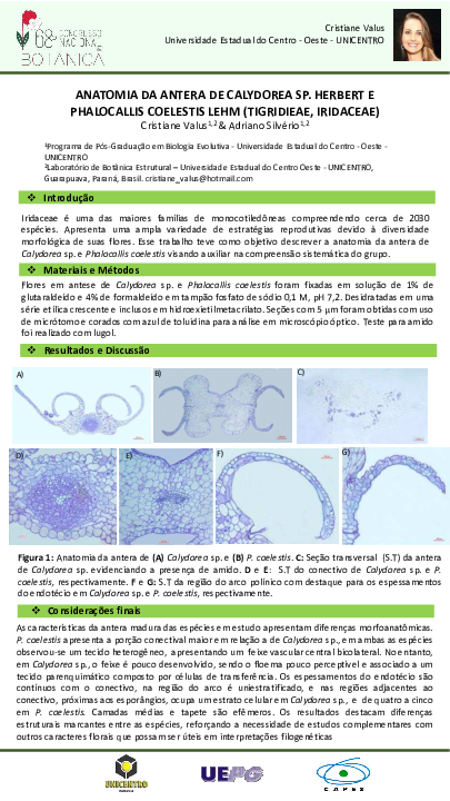 (PDF) ANATOMIA DA ANTERA DE CALYDOREA SP. HERBERT E PHALOCALLIS ...