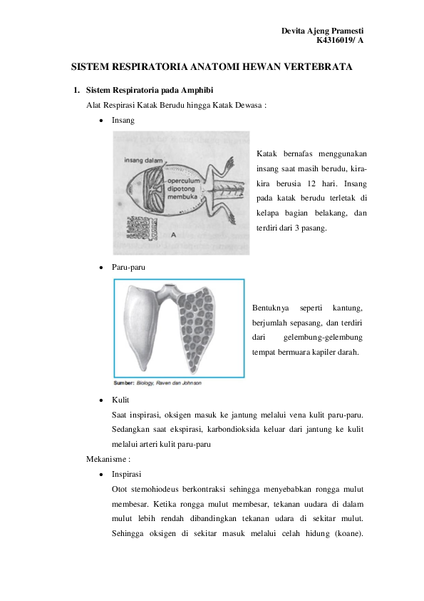 (DOC) SISTEM RESPIRATORIA ANATOMI HEWAN VERTEBRATA